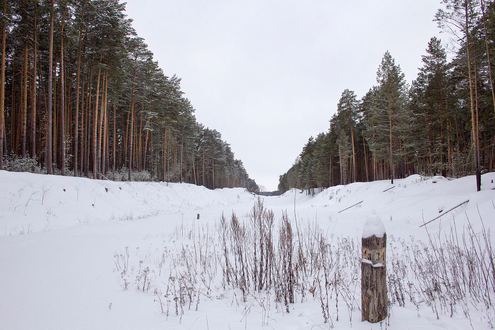 Free winter snow trees photo | Free Photo - rawpixel
