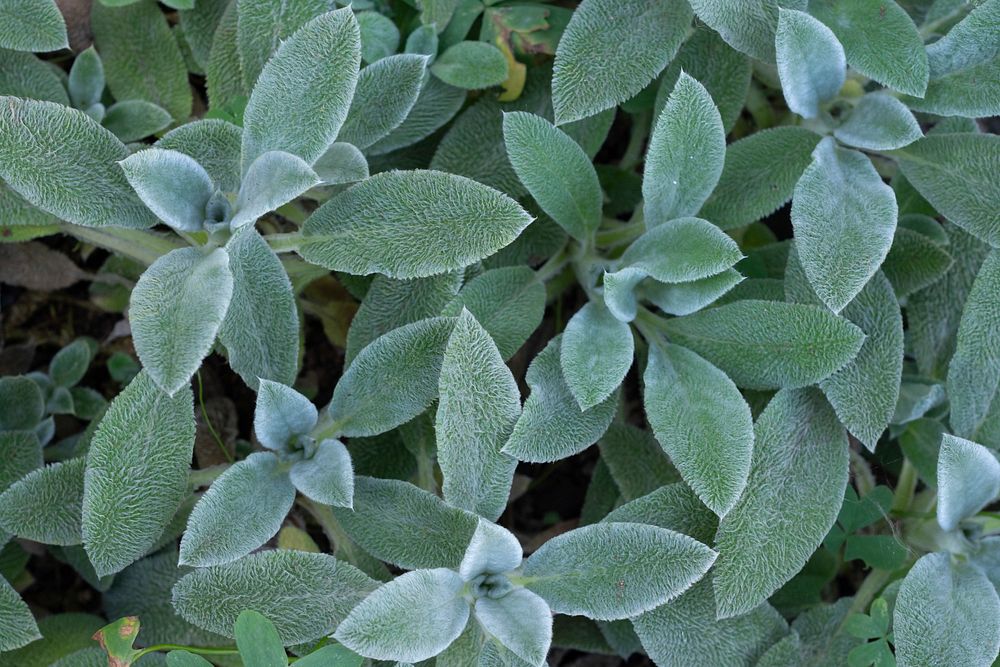 Sage Leaves Images | Free Photos, PNG Stickers, Wallpapers ...