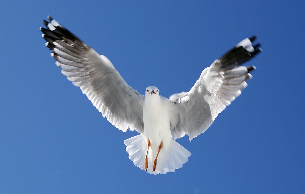 Free dove flying blue sky | Free Photo - rawpixel