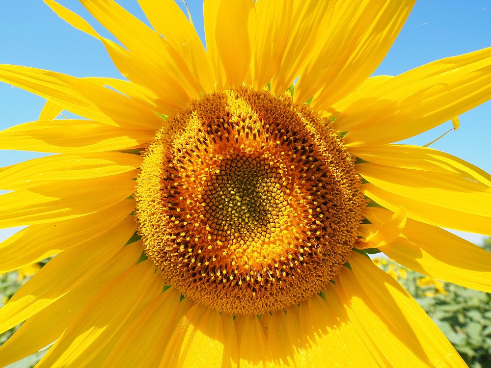 Free sunflower image, public domain | Free Photo - rawpixel