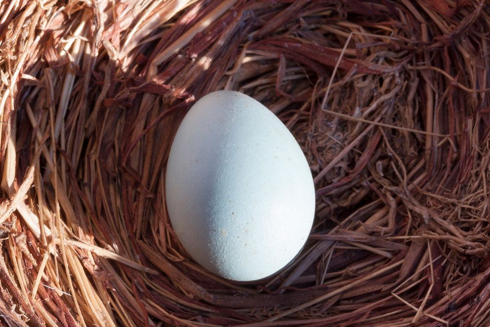 Free egg image, public domain | Free Photo - rawpixel