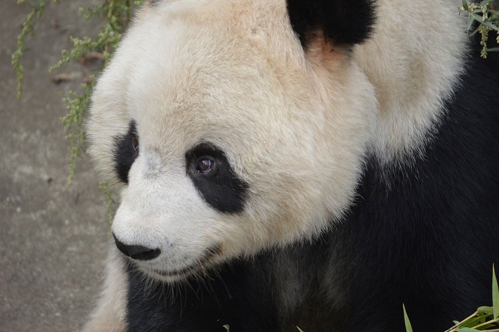 Free giant panda close portrait | Free Photo - rawpixel