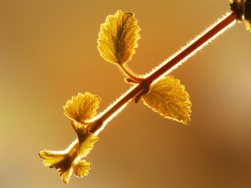 Free autumn leaf image, public | Free Photo - rawpixel