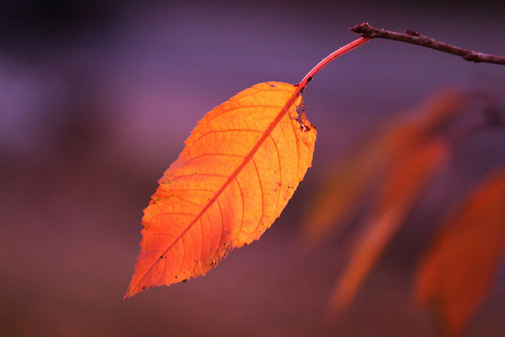 Free autumn leaf image, public | Free Photo - rawpixel