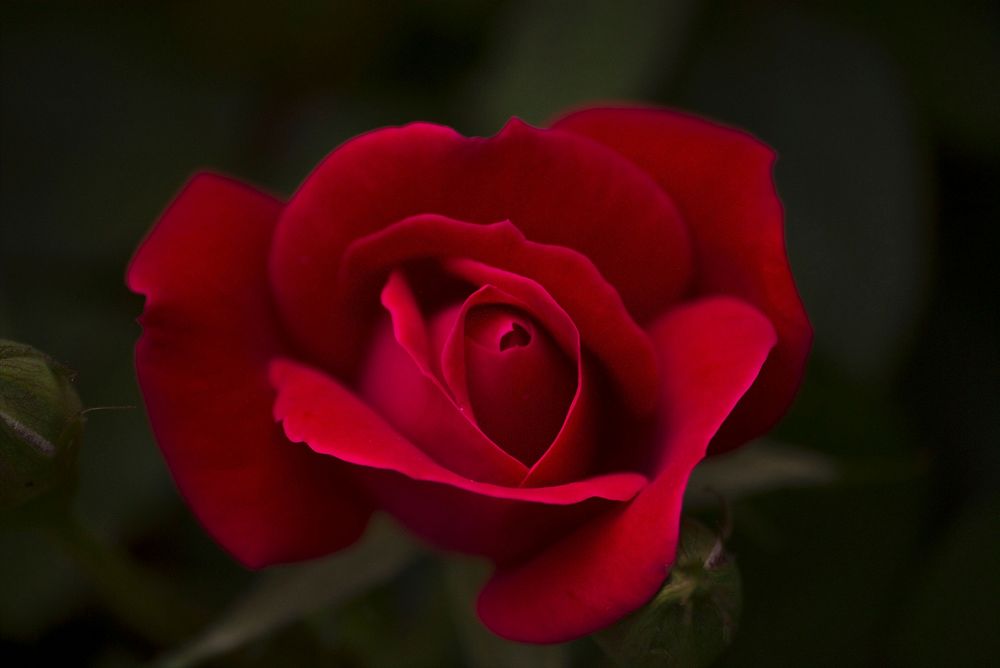 Free red rose background image, | Free Photo - rawpixel
