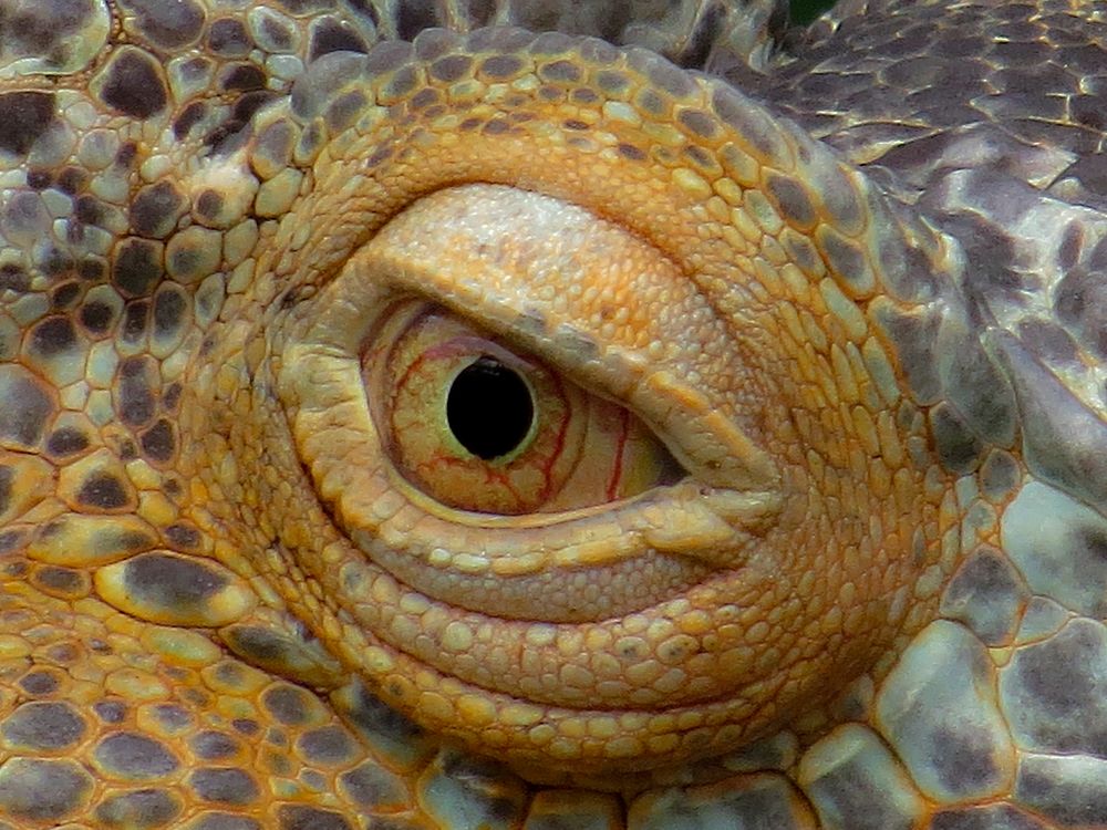 Free alligator eye closeup image, | Free Photo - rawpixel