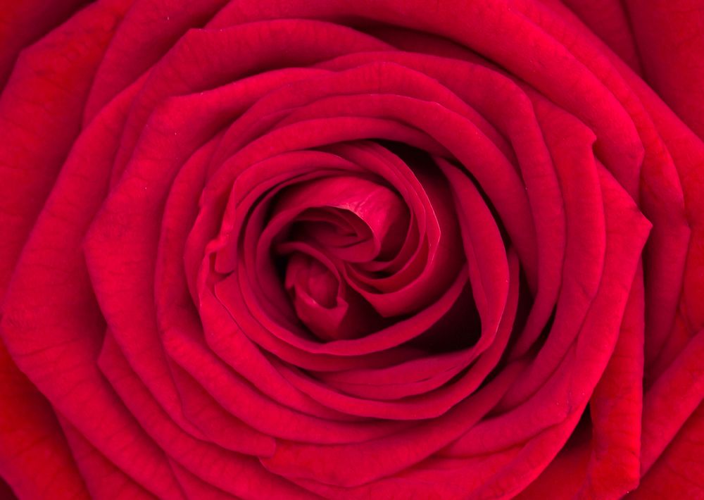 Free red rose image, public | Free Photo - rawpixel