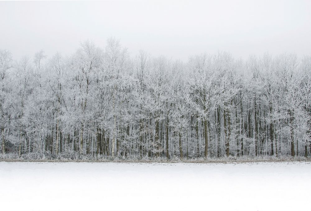 Free winter snow trees photo, | Free Photo - rawpixel