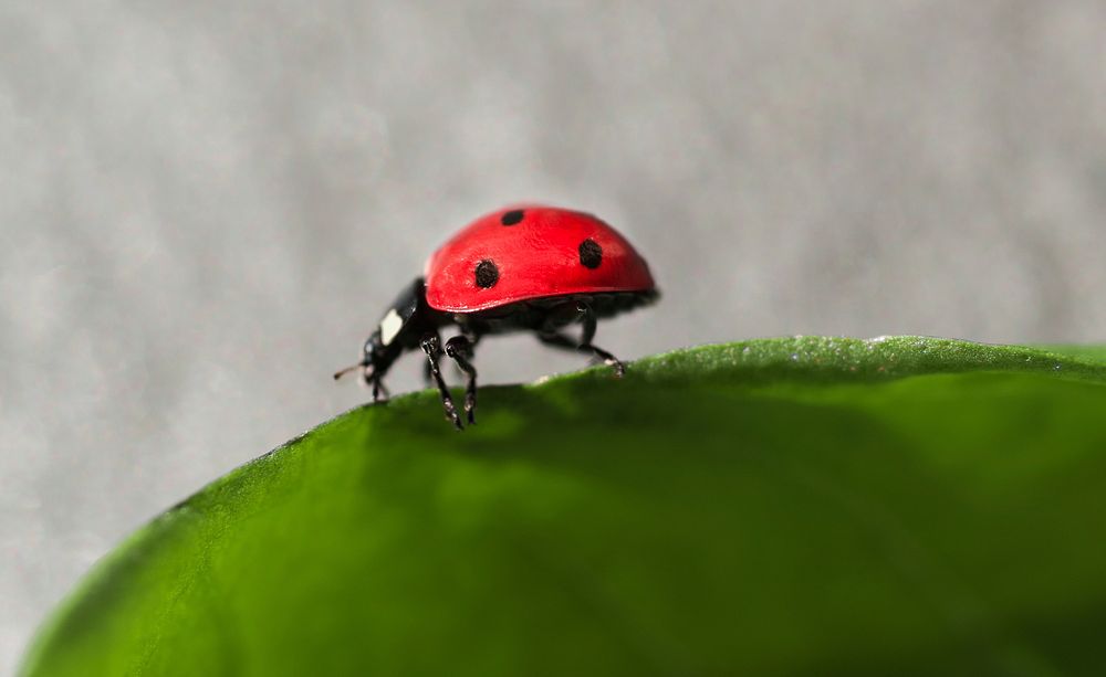 Free ladybug climbing green plant | Free Photo - rawpixel