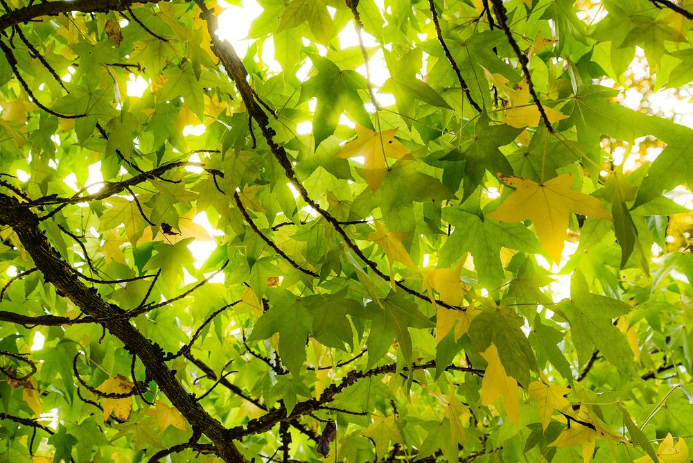 Free tree leaves and branches | Free Photo - rawpixel