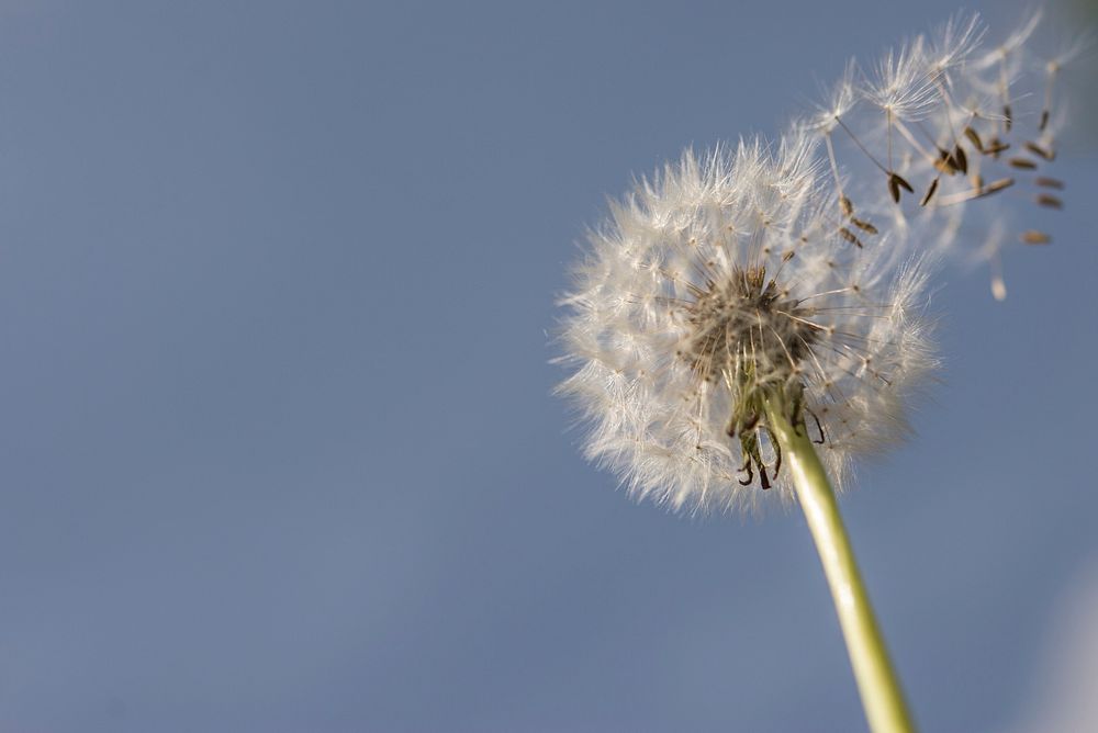 Free dandelion image, public domain | Free Photo - rawpixel