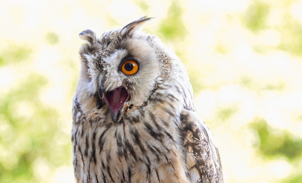 Free owl screaming close portrait | Free Photo - rawpixel