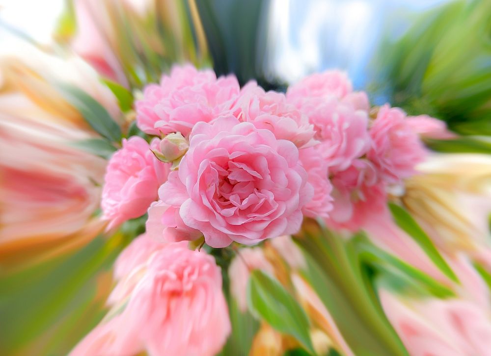 Free pink garden roses image, | Free Photo - rawpixel