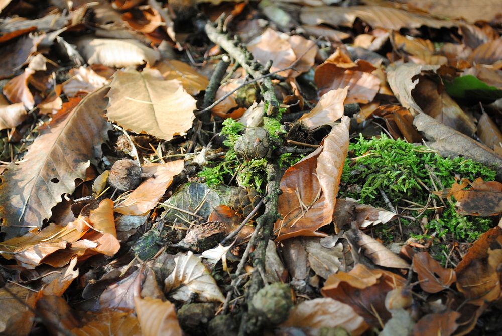 Fallen leaves and twigs, free | Free Photo - rawpixel