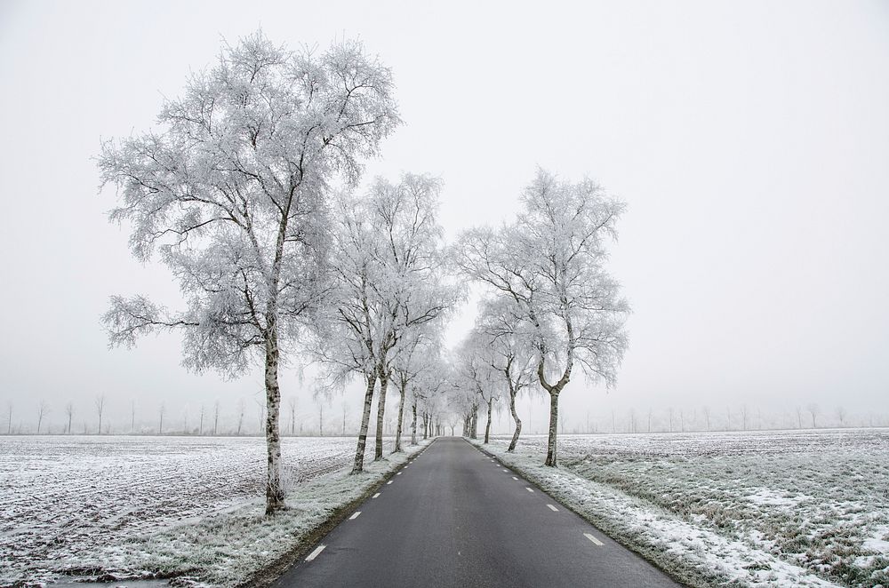 Free snowfall trees road photo, | Free Photo - rawpixel
