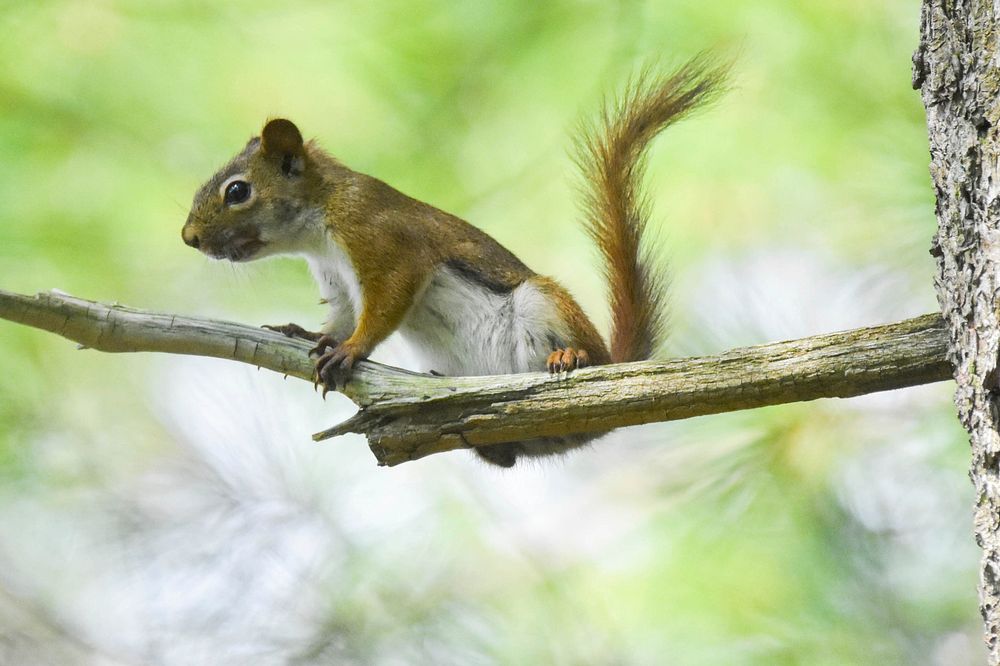 curious American Red Squirrel perched | Free Photo - rawpixel