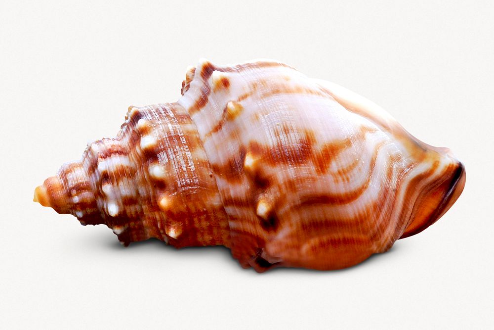 Ostrich foot shell, isolated sea | Free Photo - rawpixel