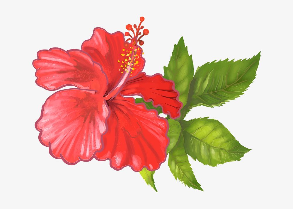 Hibiscus flower illustration isolated design | Premium Photo ...