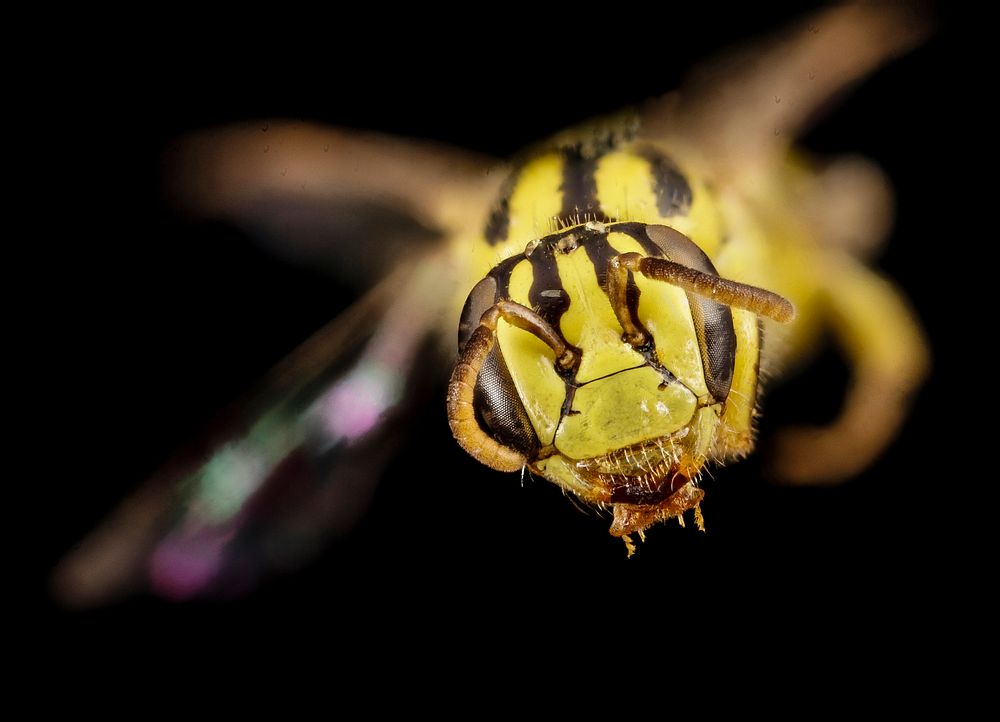 Callohesma flavopicta, f, face, australia | Free Photo - rawpixel