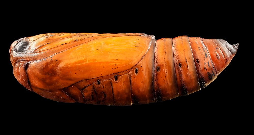 black cutworm, pupae, side | Free Photo - rawpixel