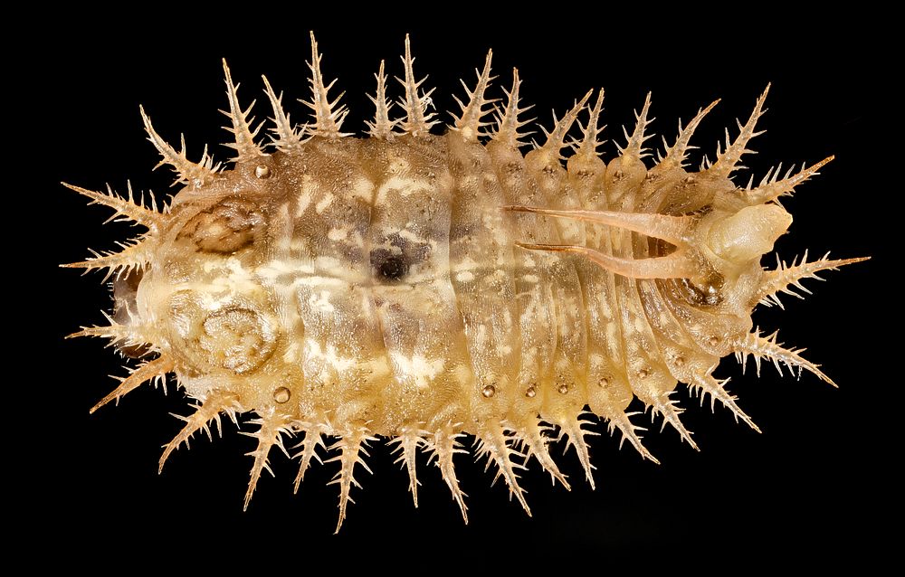 Cassida Rubiginosa Larvae Talbot Md Free Photo Rawpixel