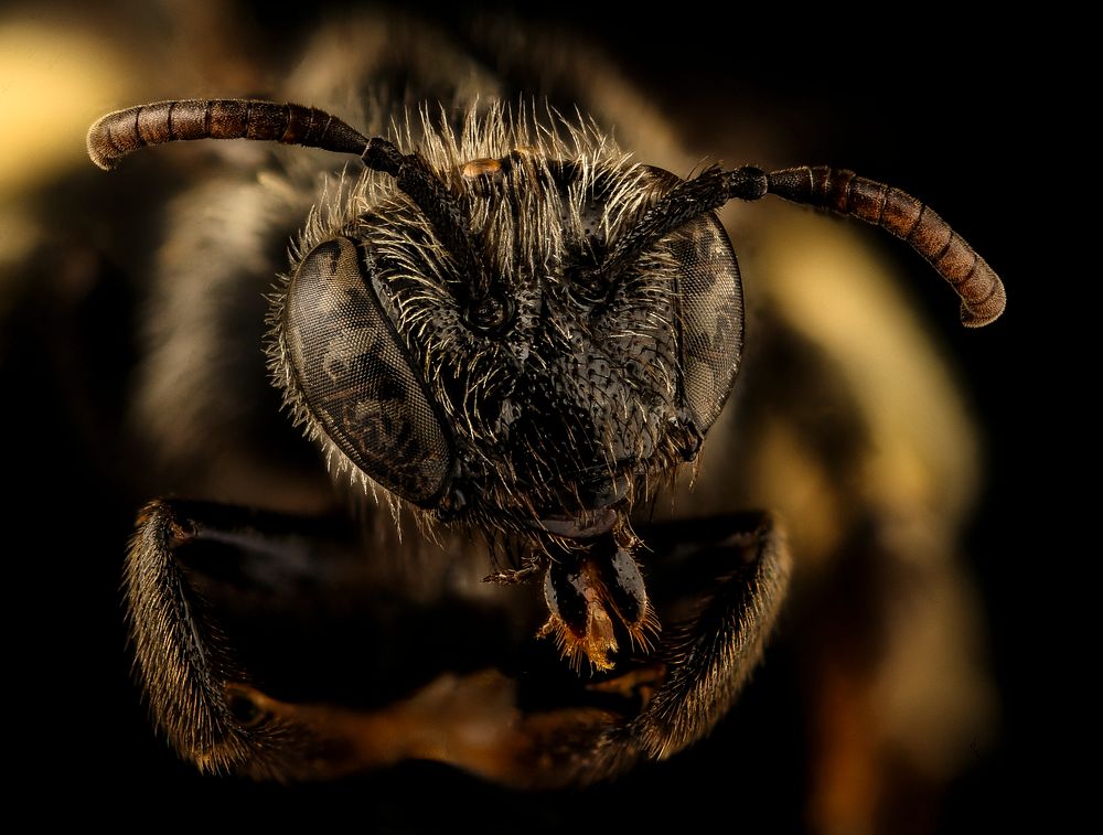 Macropis nuda, head, f, ma, | Free Photo - rawpixel