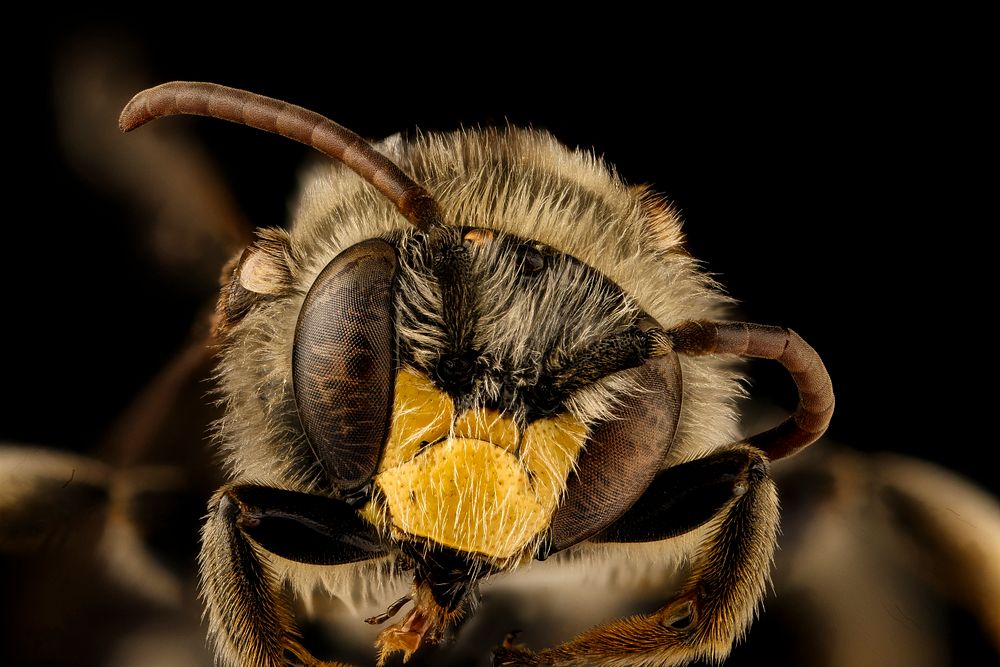 Macropis ciliata, head, m, nh, | Free Photo - rawpixel