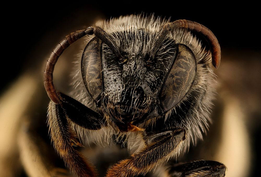 Macropis ciliata, head, f, nh, | Free Photo - rawpixel