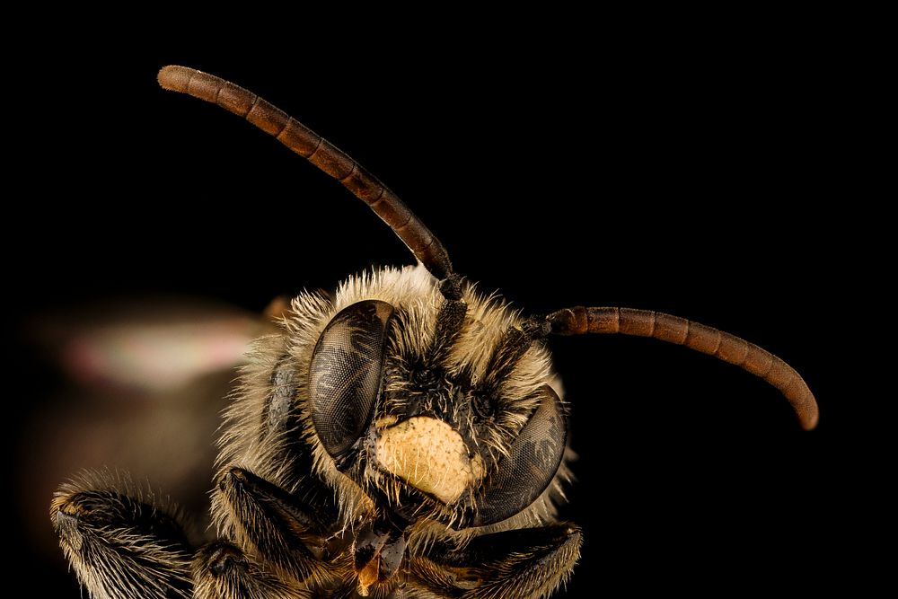 Macropis nuda, head, m, ma, | Free Photo - rawpixel