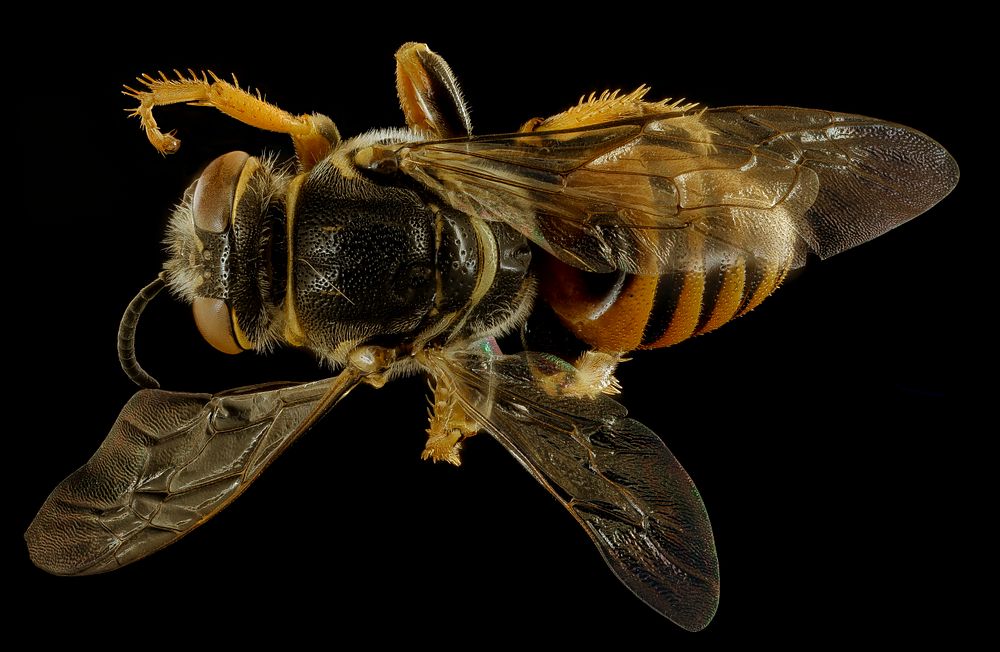 African wasp, f, back, Kruger | Free Photo - rawpixel