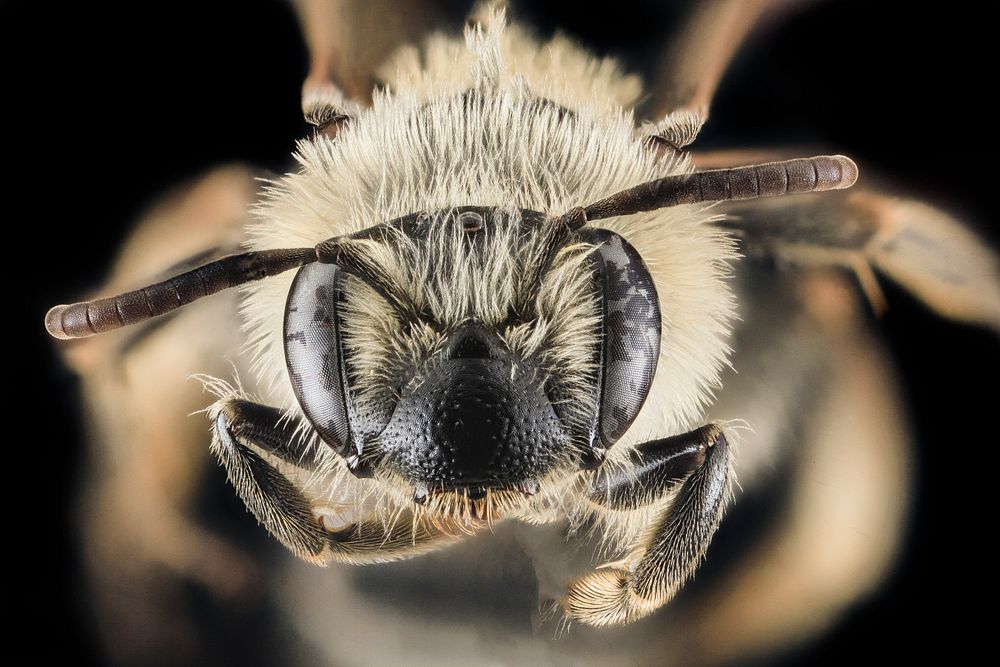 Andrena nida, F, Face, MD, | Free Photo - rawpixel