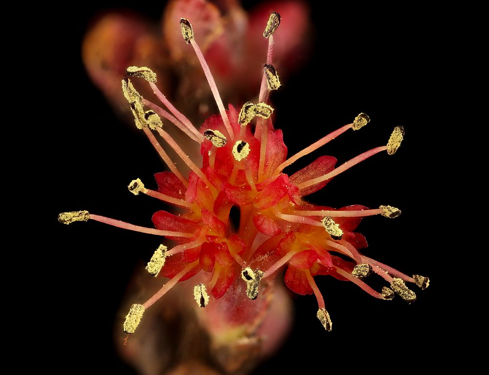 Acer rubrum, staminate flr. | Free Photo - rawpixel