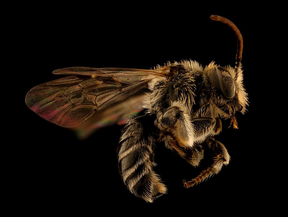 Macropis nuda, side, m, ma, | Free Photo - rawpixel