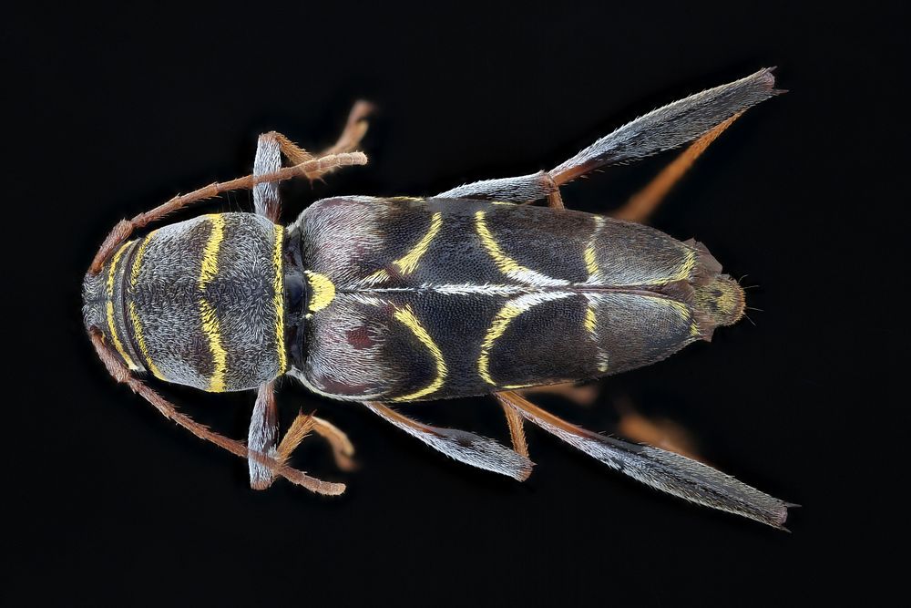 Longhorn beetle back, full body | Free Photo - rawpixel