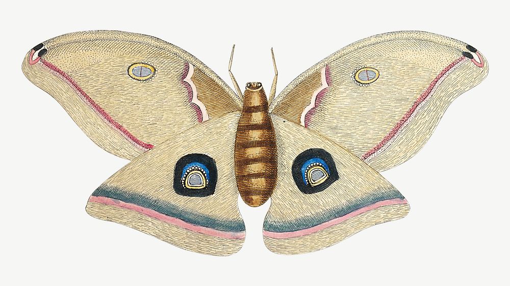 Great Moth illustration collage | Premium PSD Illustration - rawpixel