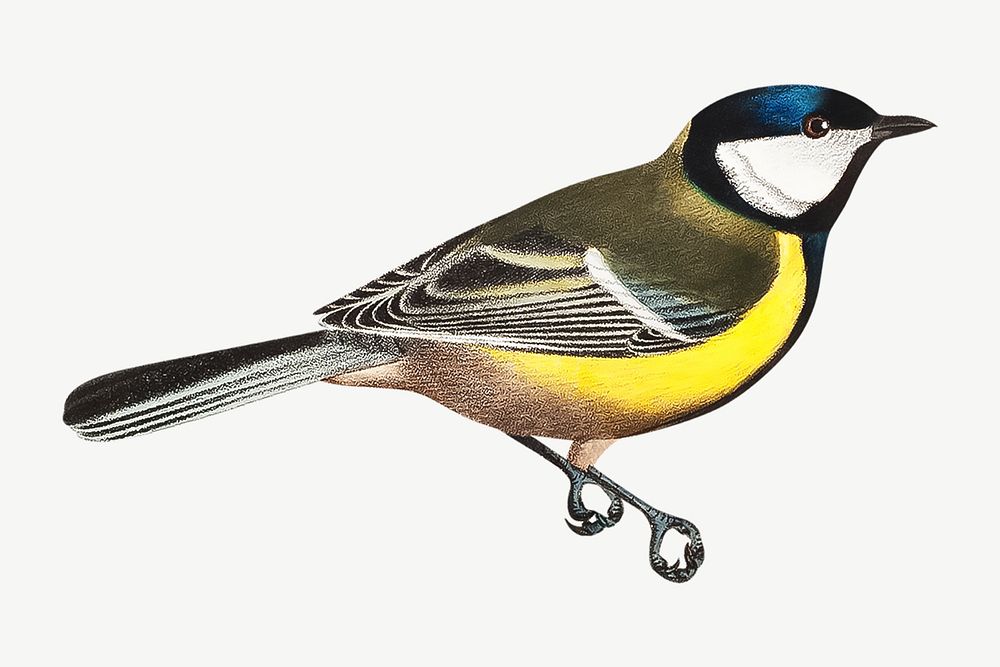 Talitiainen bird illustration collage element | Premium PSD - rawpixel