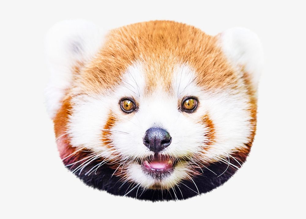 Red panda, isolated design | Free Photo - rawpixel