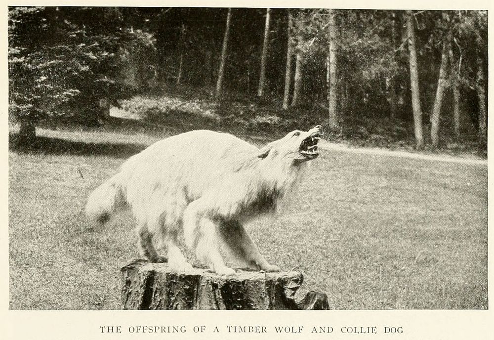 offspring Timber Wolf Collie Dog | Free Photo Illustration - rawpixel