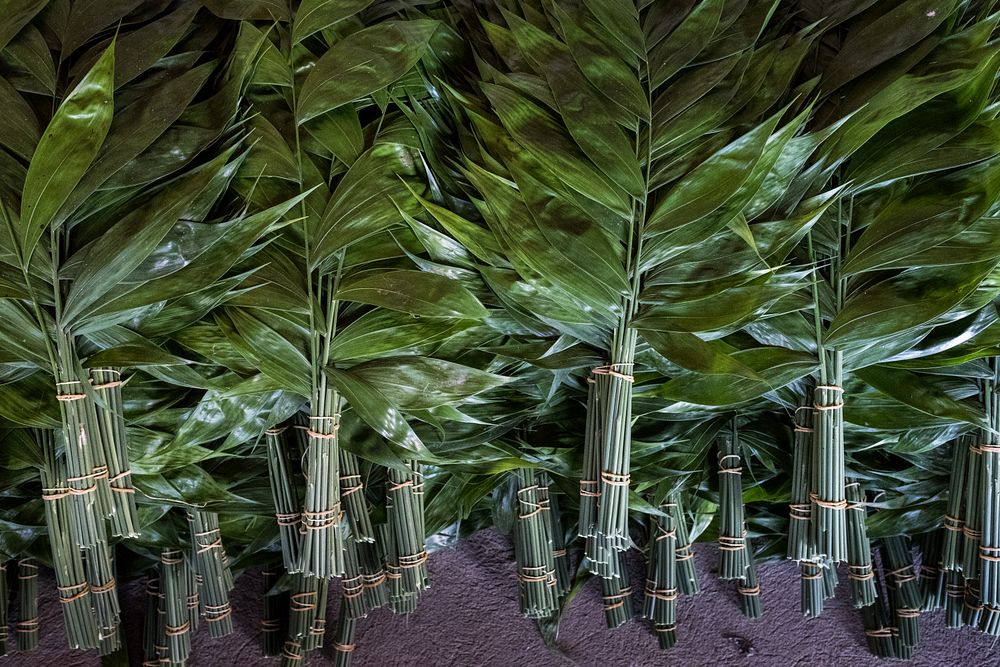 Piles of Xate leaves. Free | Free Photo - rawpixel