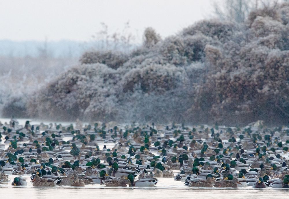 Bald Knob NWR Mallards. Original | Free Photo - rawpixel