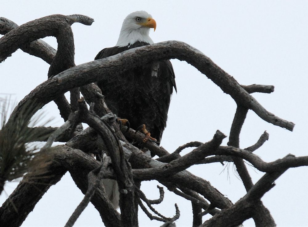 Bald eagle, Big Bear Lake | Free Photo - rawpixel