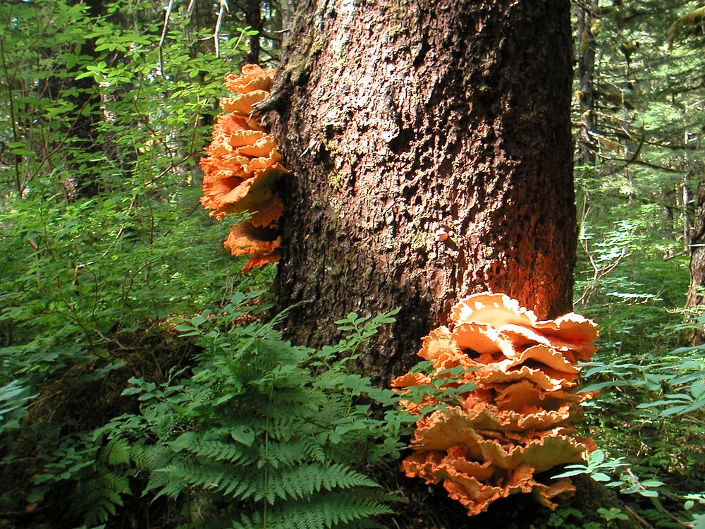 'Chicken Woods' fungi. Juneau Ranger | Free Photo - rawpixel