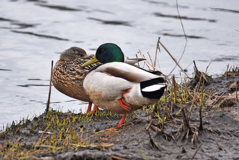Mallard PairA pair of mallards | Free Photo - rawpixel