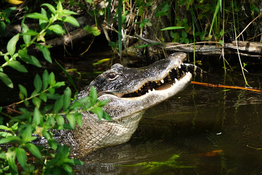 Alligator Eating Juvenile Gator | Free Photo - rawpixel