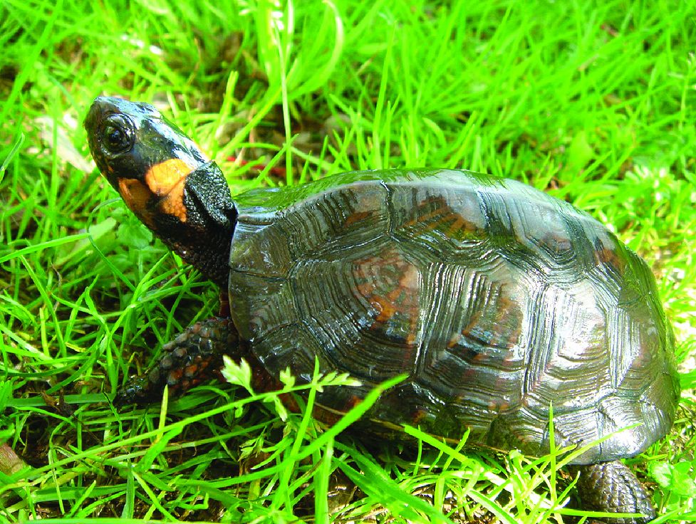 Bog turtle | Free Photo - rawpixel