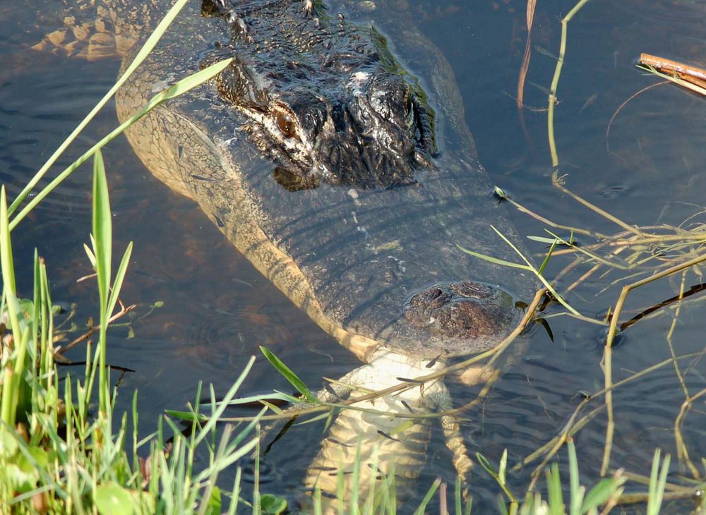 Alligator eats Burmese Python, NPSPhoto.jpg. | Free Photo - rawpixel