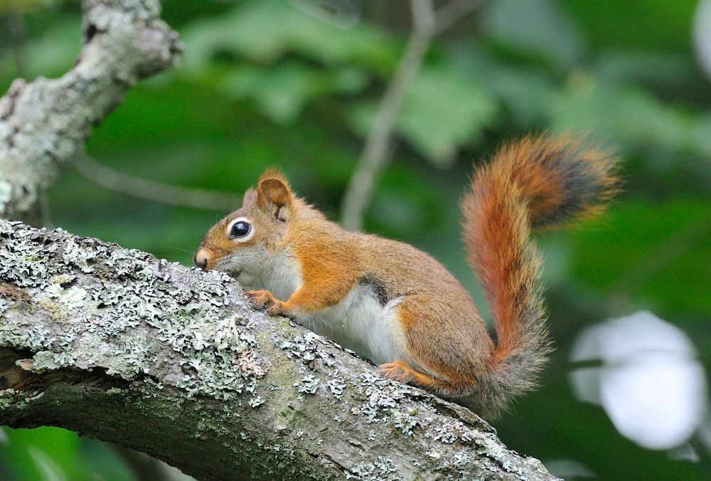American Red Squirrel photographed Wentworth | Free Photo - rawpixel