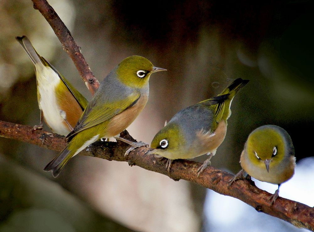 Silvereyes. (Zosterops lateralis,) | Free Photo - rawpixel