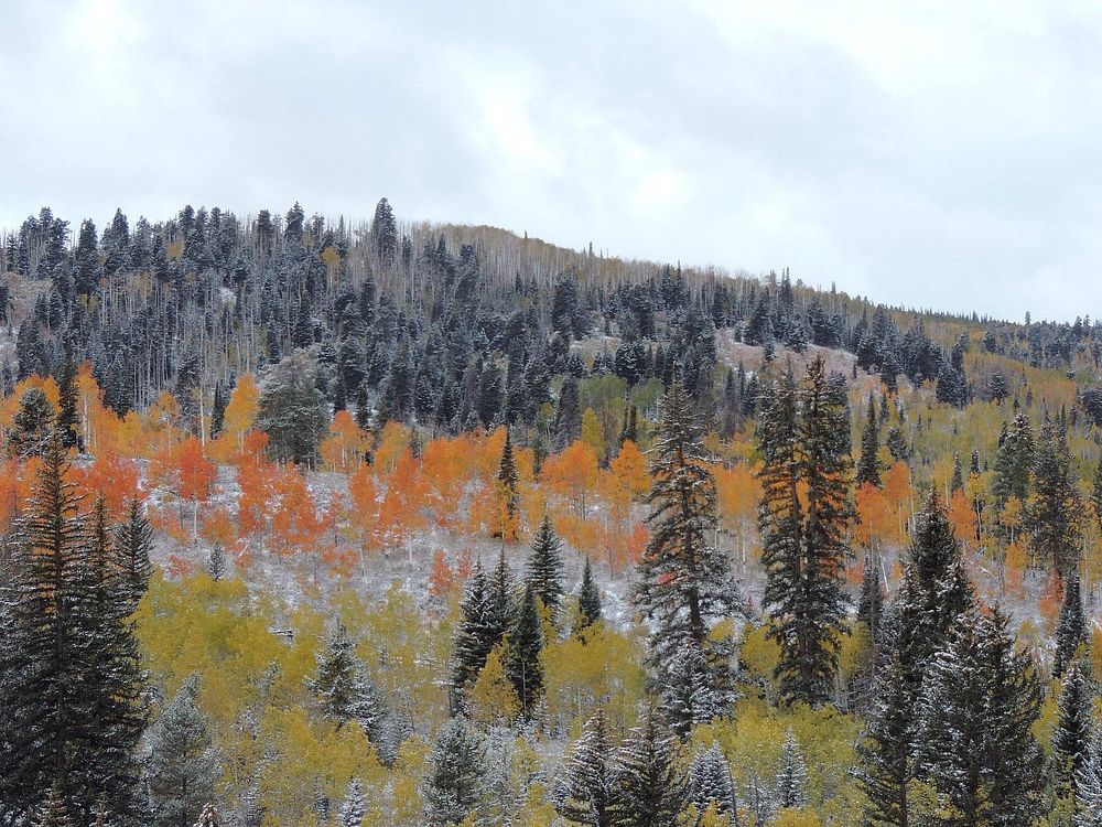 Strawberry RidgeStrawberry Ridge Uinta-Wasatch-Cache National | Free ...