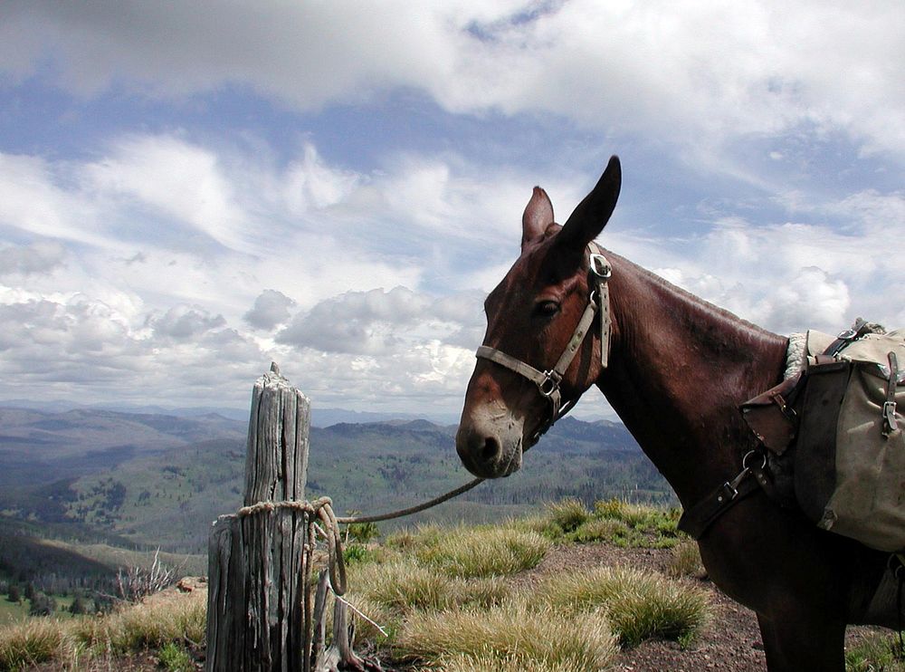 Mountain Mule.Original public domain image | Free Photo - rawpixel